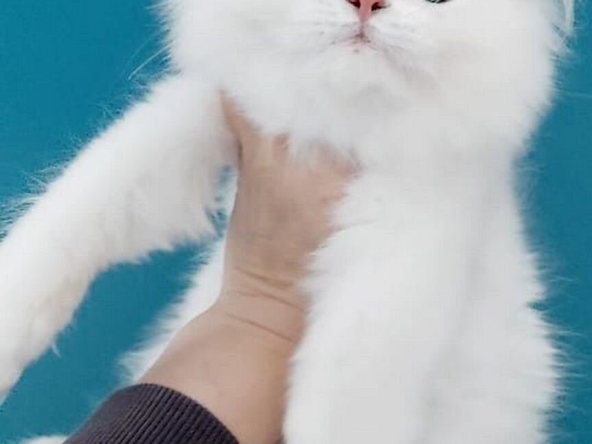 Британский длинношерстный котенок BLH ns 12