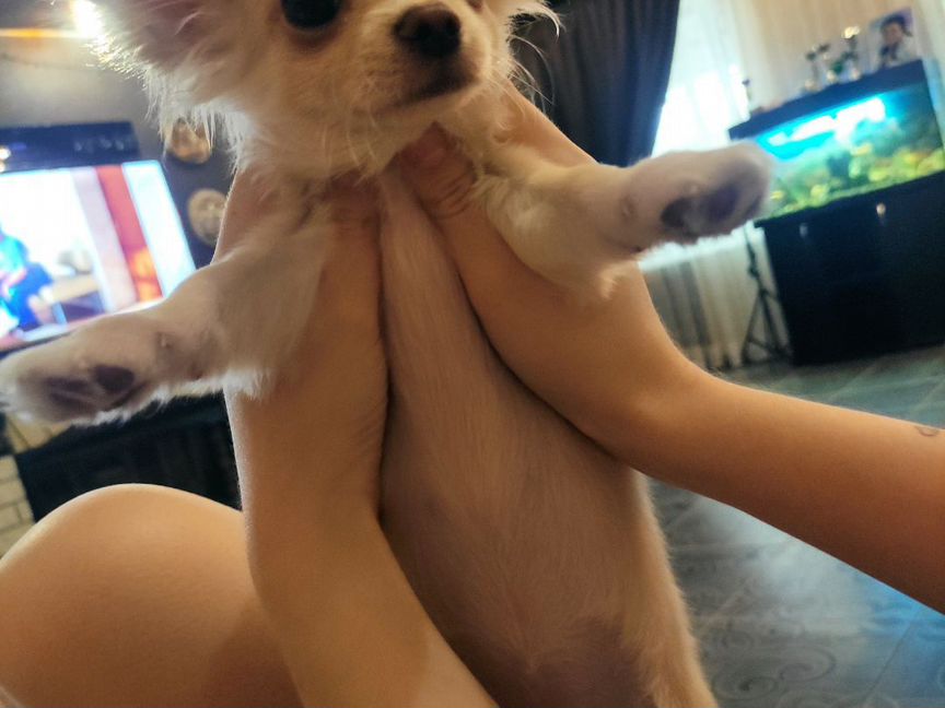 Щенки чихуахуа