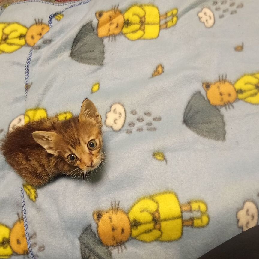 Котенок в добрые руки Помогите