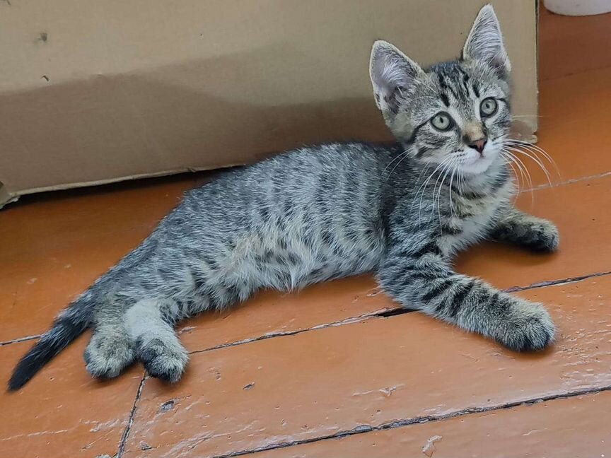 Котëнок