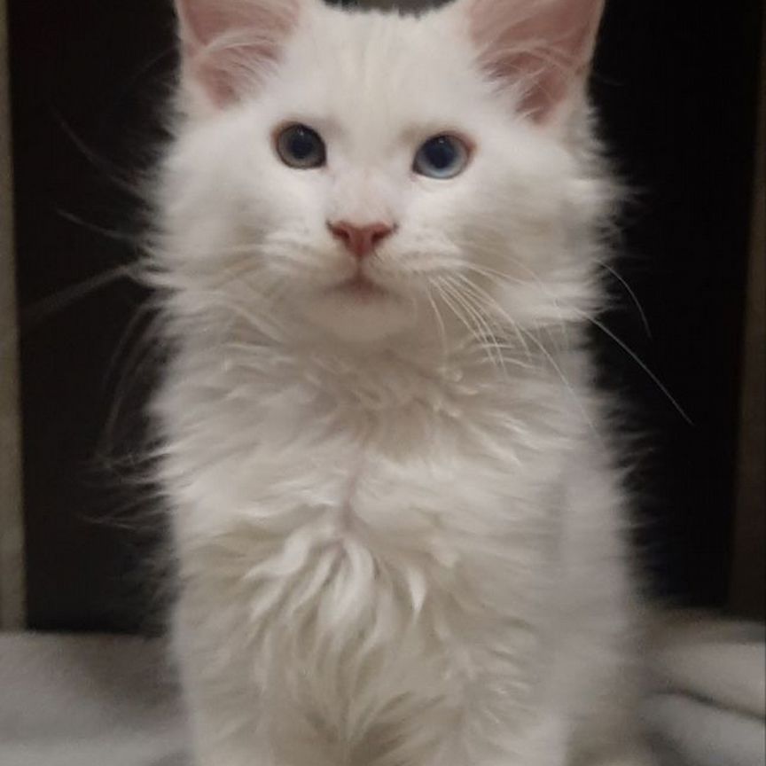 Котята мейн-кун