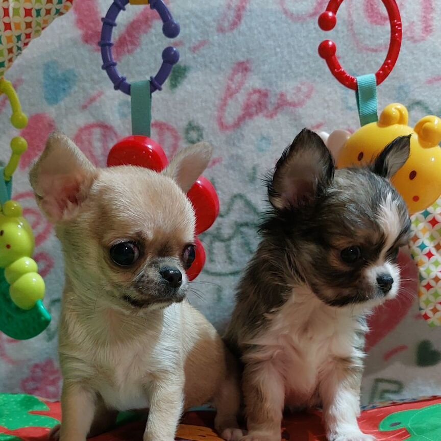 Маль-Чишки и Дев-Чишки