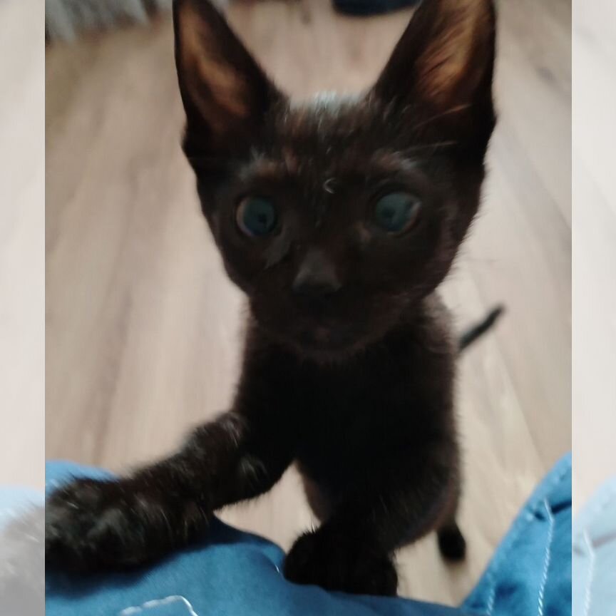 Котёнок в добрые руки