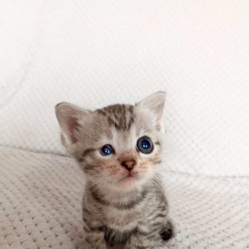Особенный котенок
