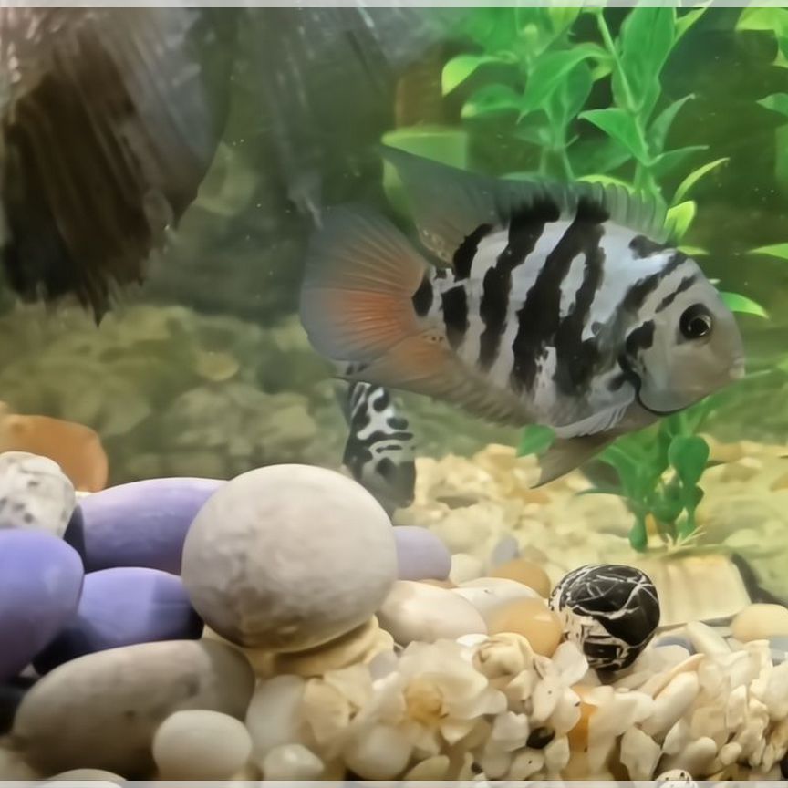 Рыба сапфировый попугай