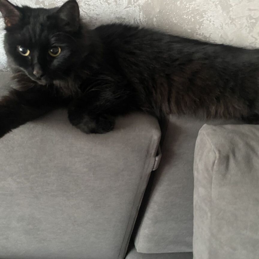 Отдам кота в добрые руки