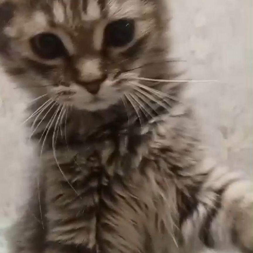 Котята
