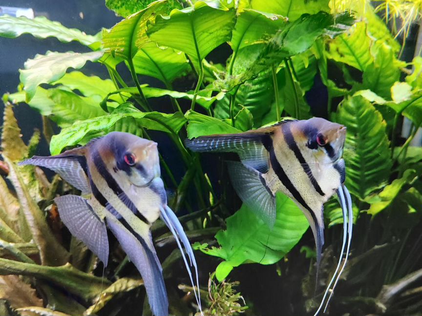 Скалярии манакапуру