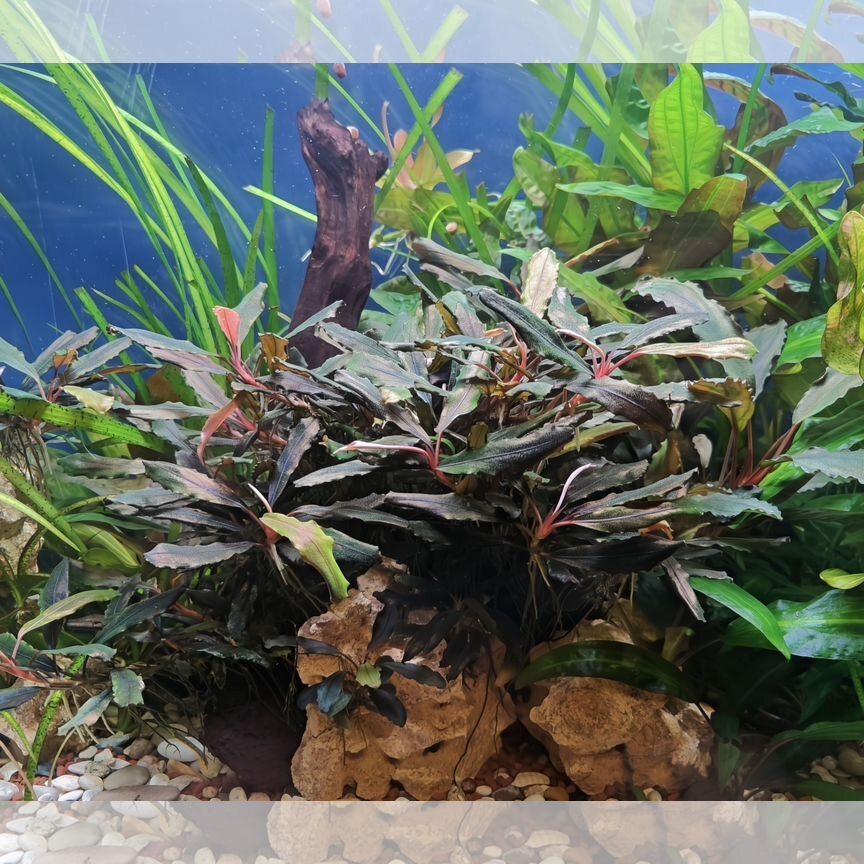 Аквариумные растения