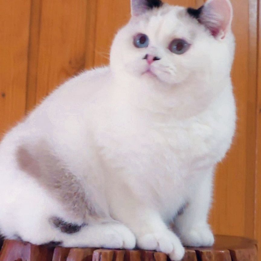 Британский котик