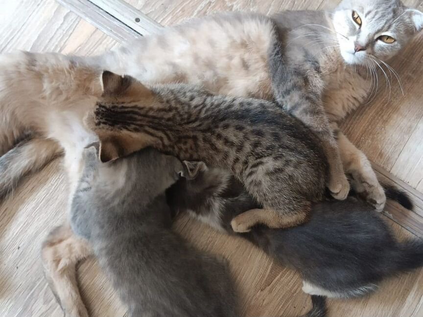 Шотландские вислоухие котята 2 мес