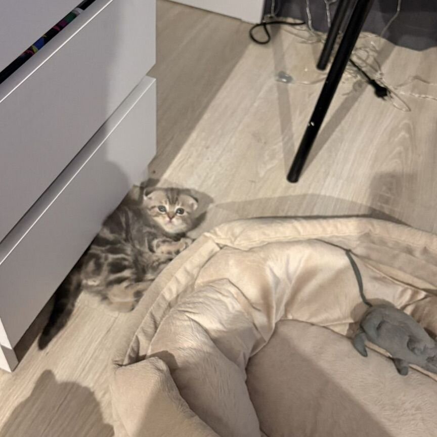 Шотландский вислоухий короткошёрстный котёнок