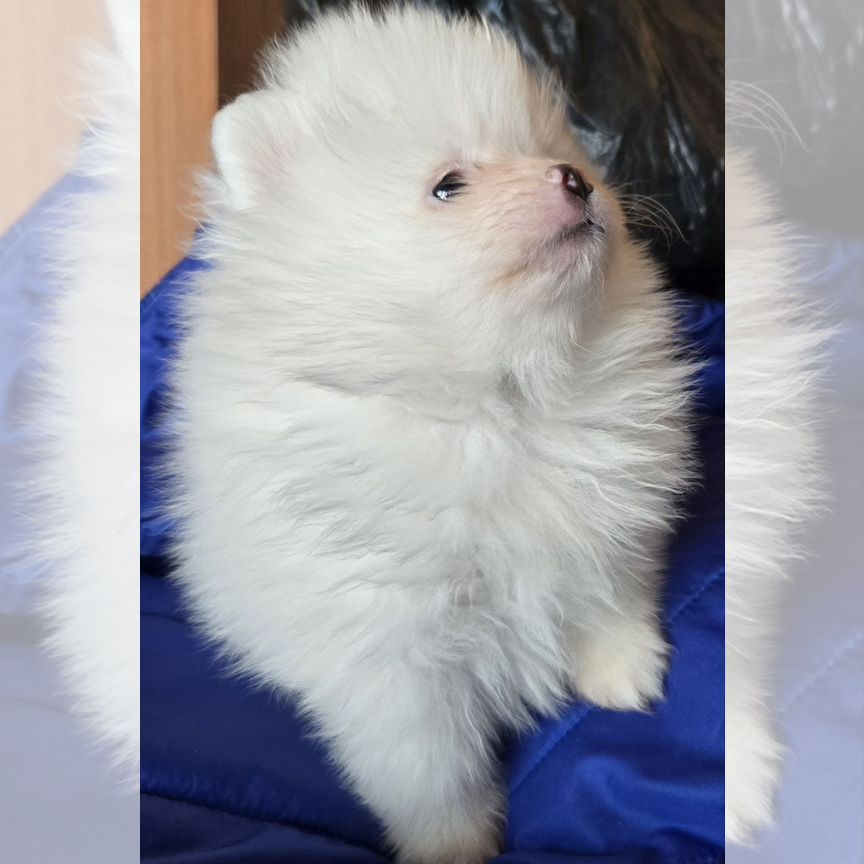 Померанский шпиц, щенок