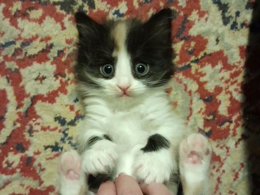 Отдадим котят в хорошие руки