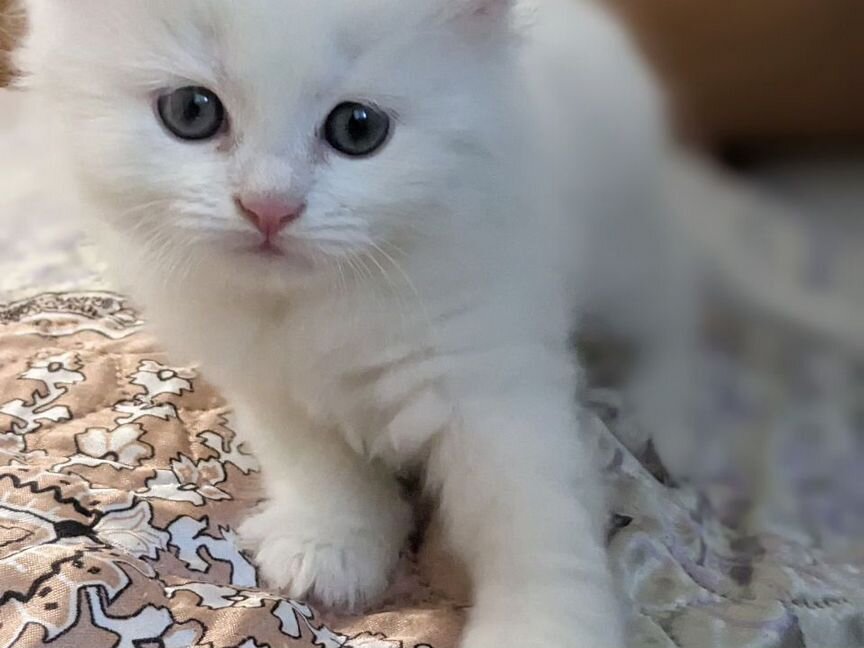 Отдам белого котёнка в добрые руки