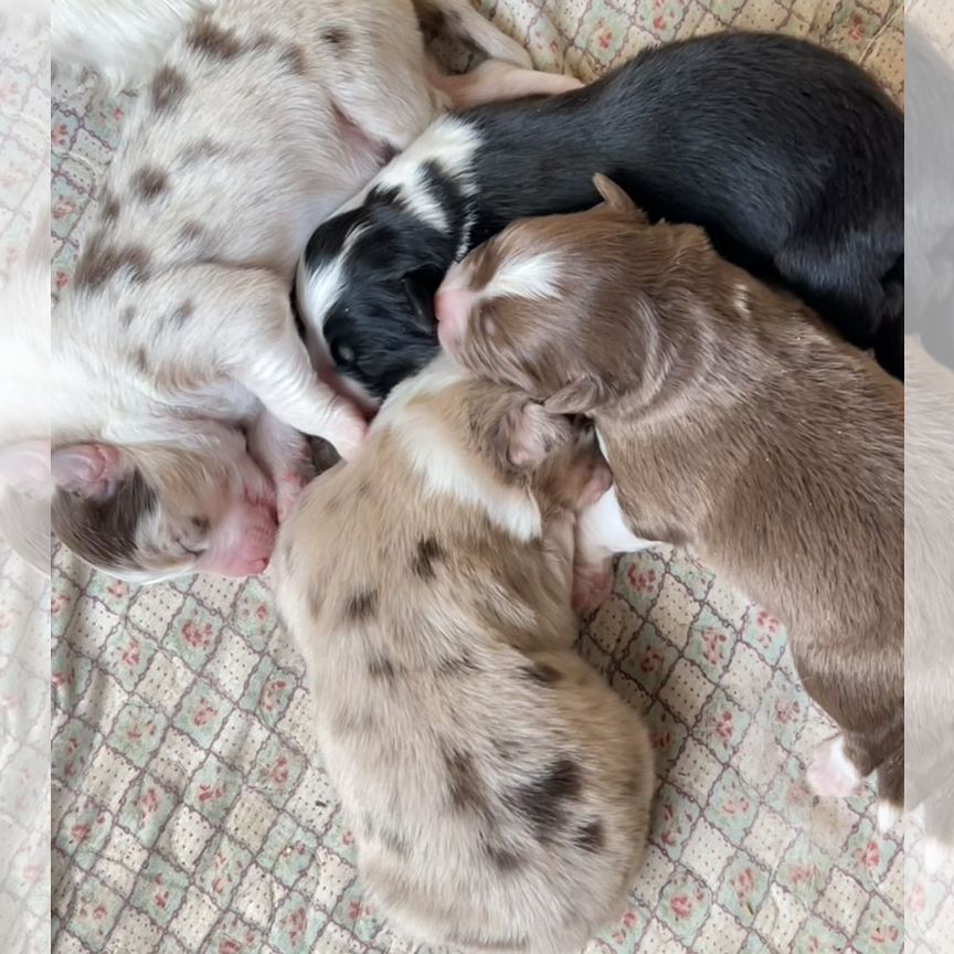 Австралийская овчарка, щенок