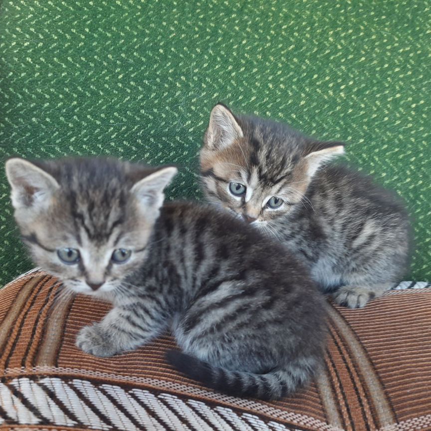 Отдам котенка в добрые руки