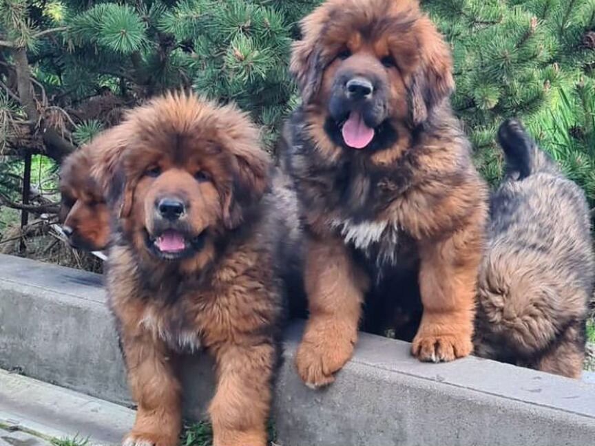 Тибетский мастиф щенки(львиный тип)