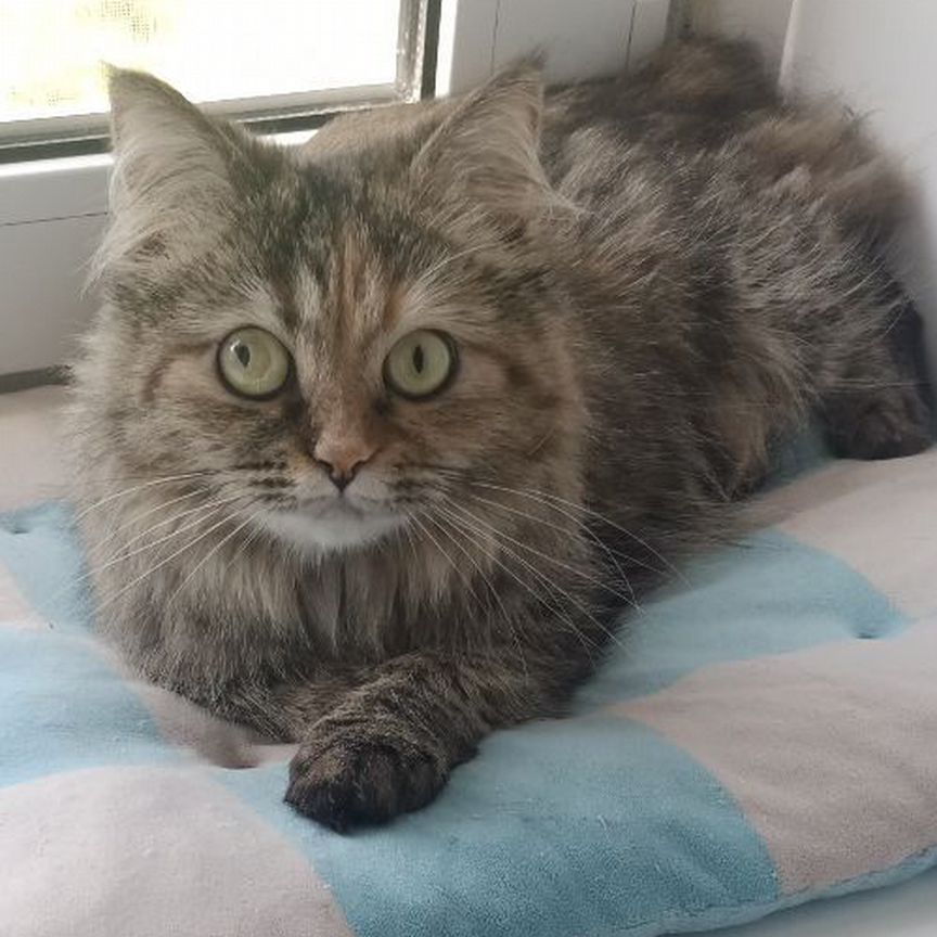 Кошки
