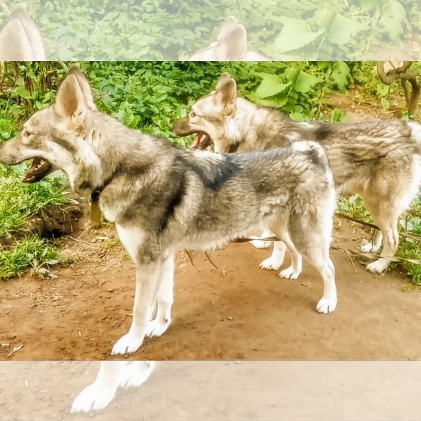 Сибирский хаски, щенок