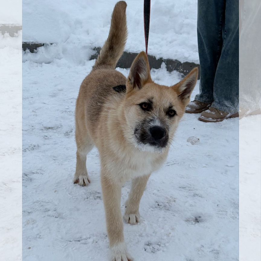 Щенок в добрые руки