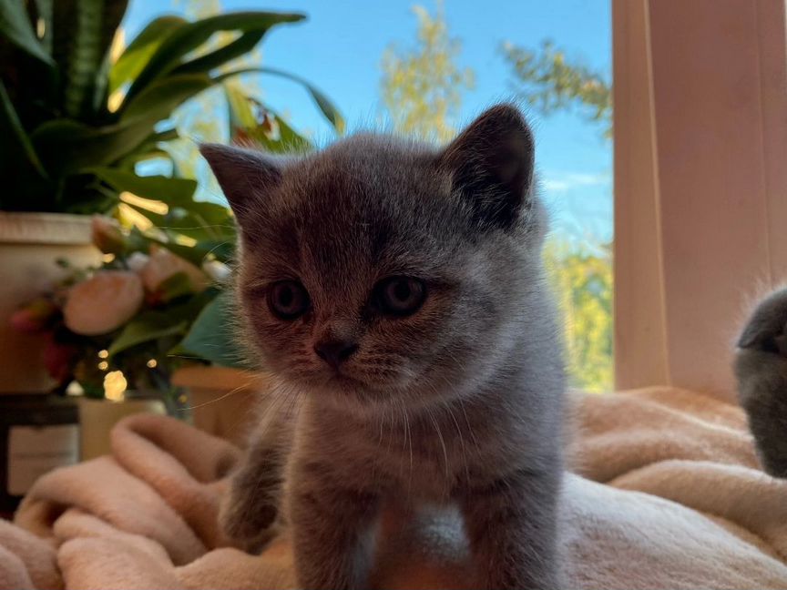 Шотландские котята девочки