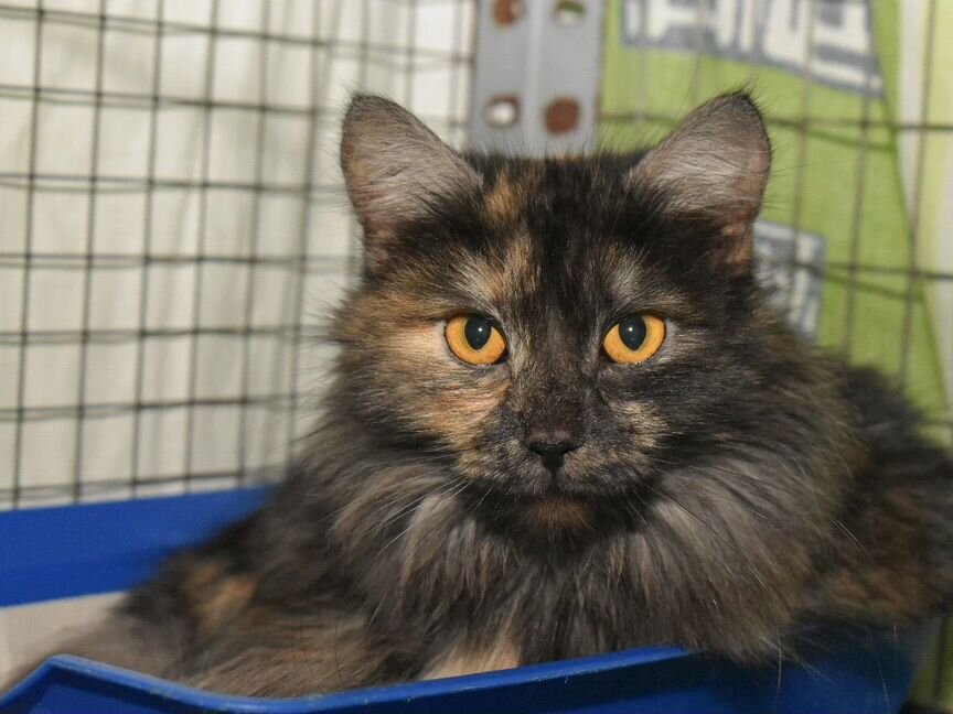 Кошка