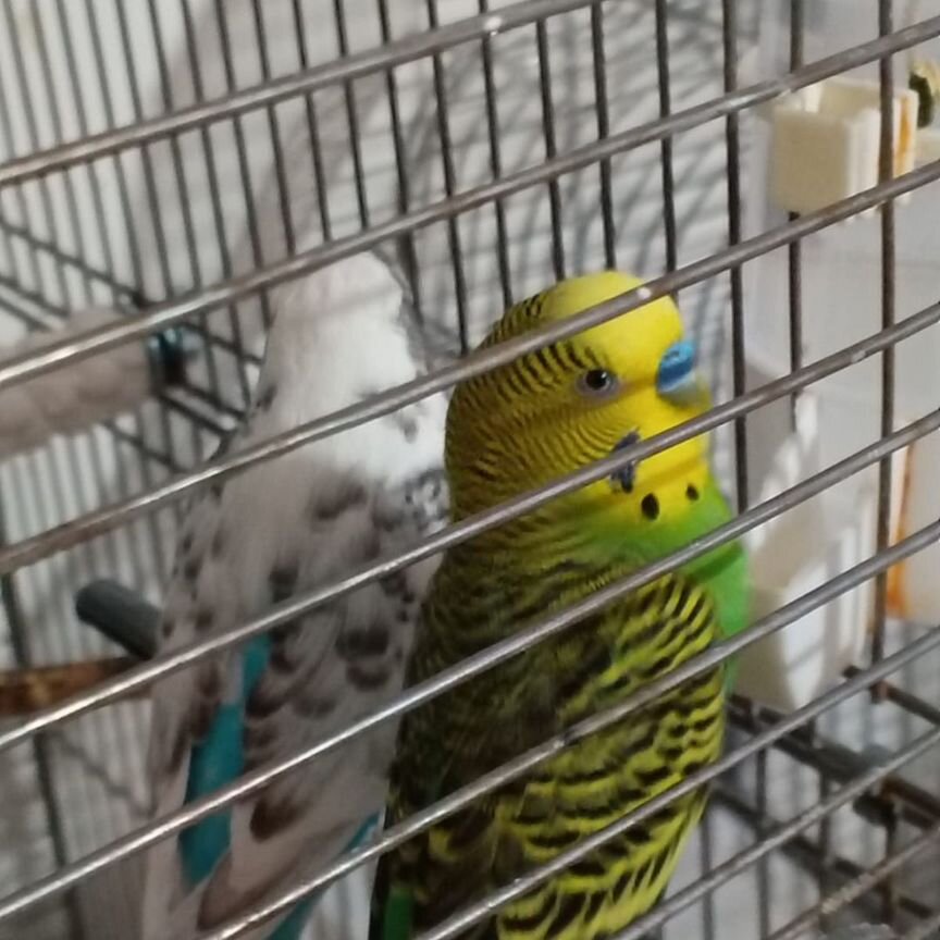 Волнистый попугай пара