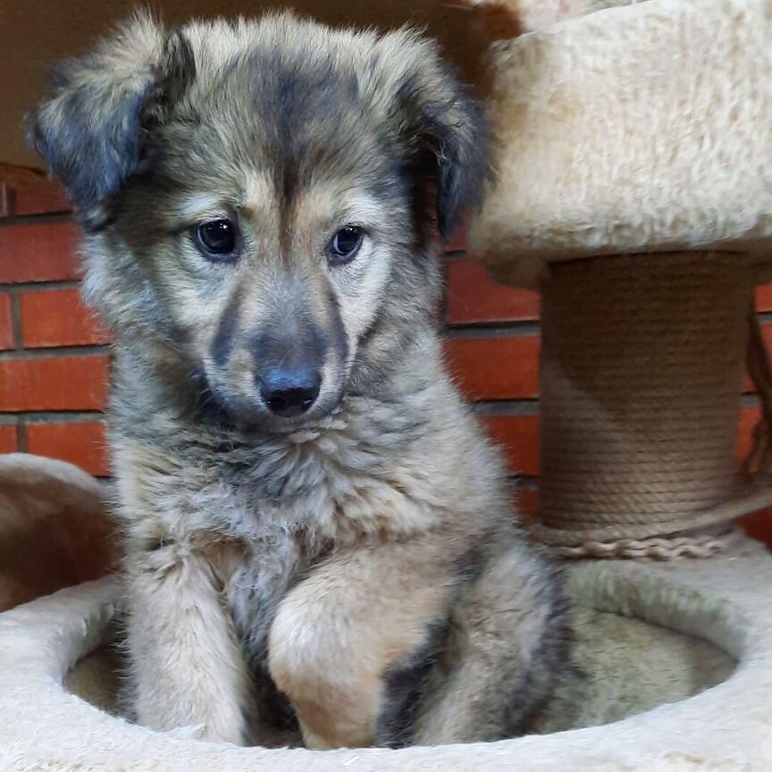 Щенок в добрые руки