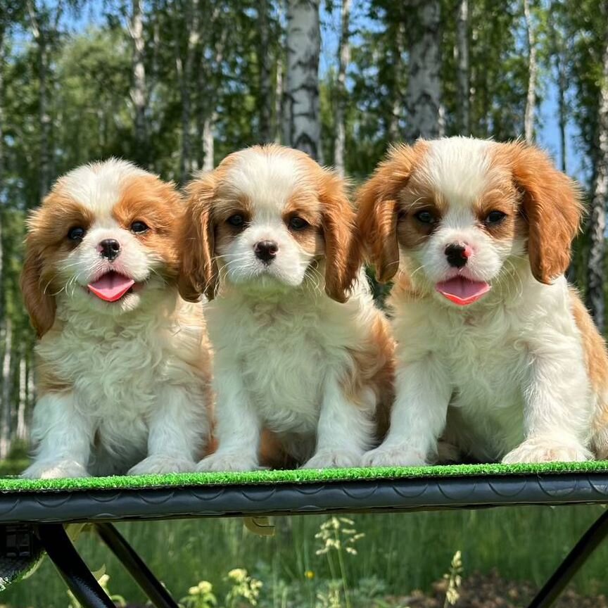 Кавалер кинг-чарльз-спаниель, щенок