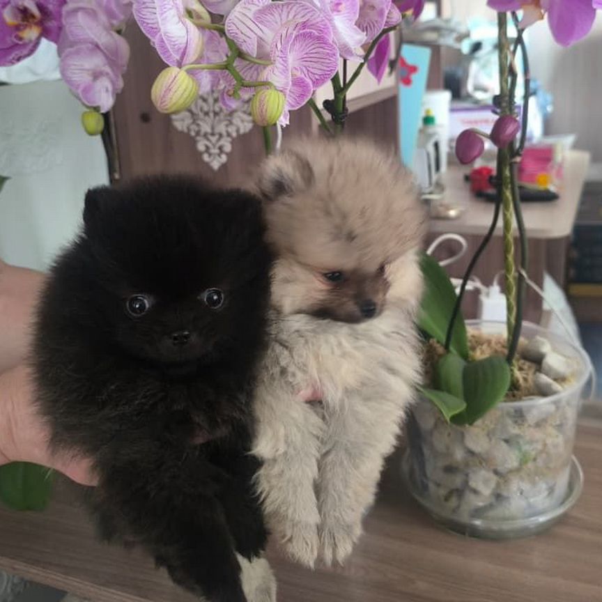 Эксклюзив микро мини девочки шпцы помы
