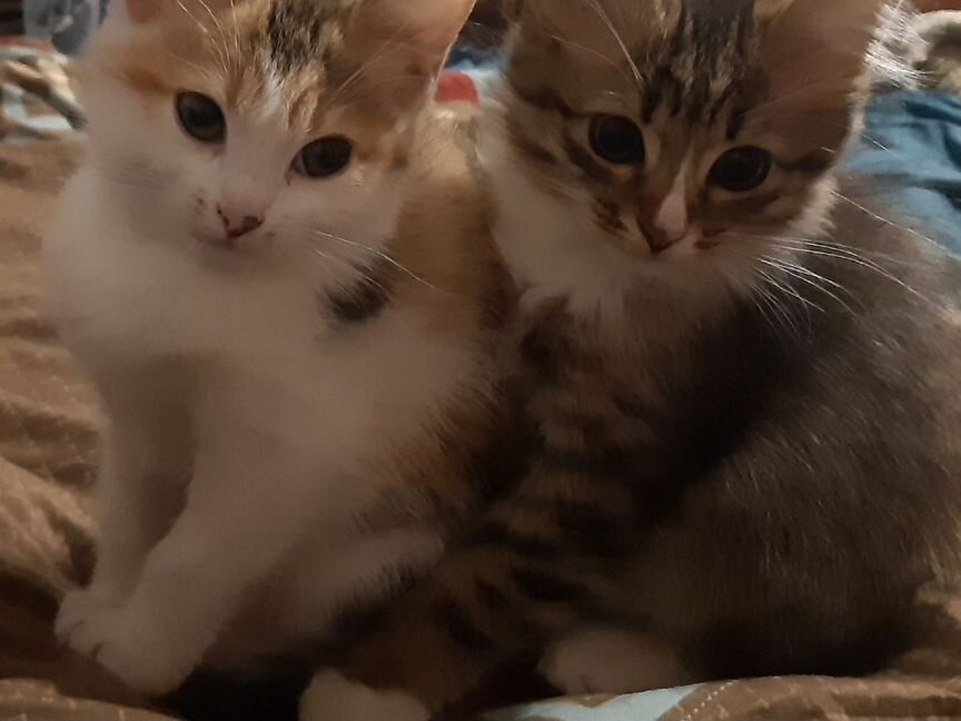 Кошка в дар бесплатно