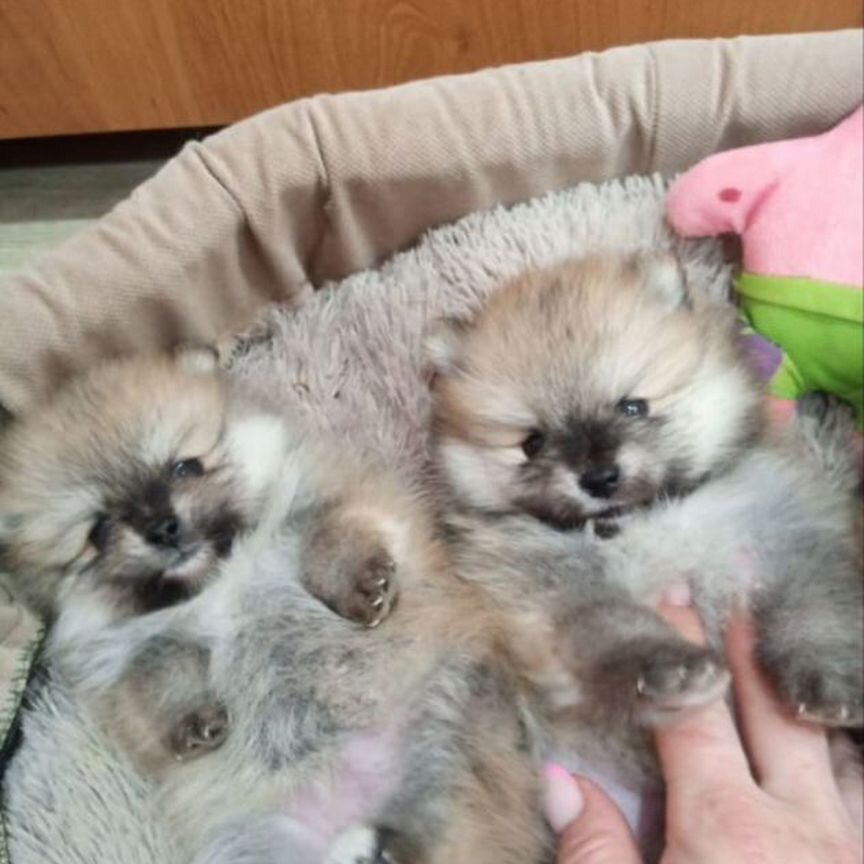 Немецкий шпиц