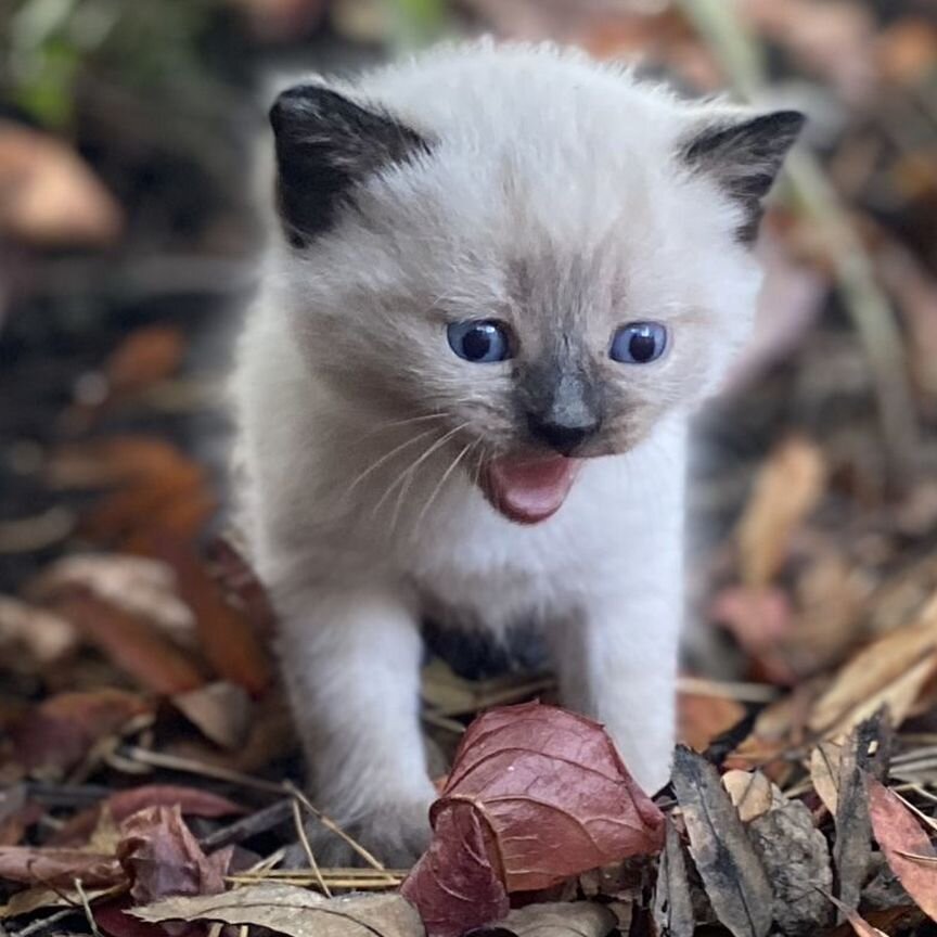 Котёнок от частного владельца