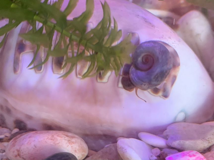 Улитки Голубая Лагуна, растения