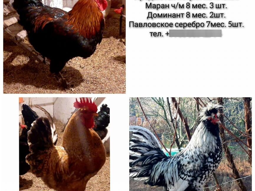 Петух на племя