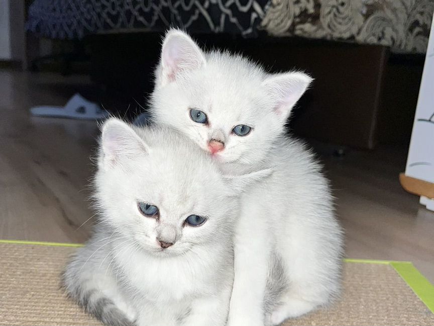 Британские серебристые шиншиллы котята