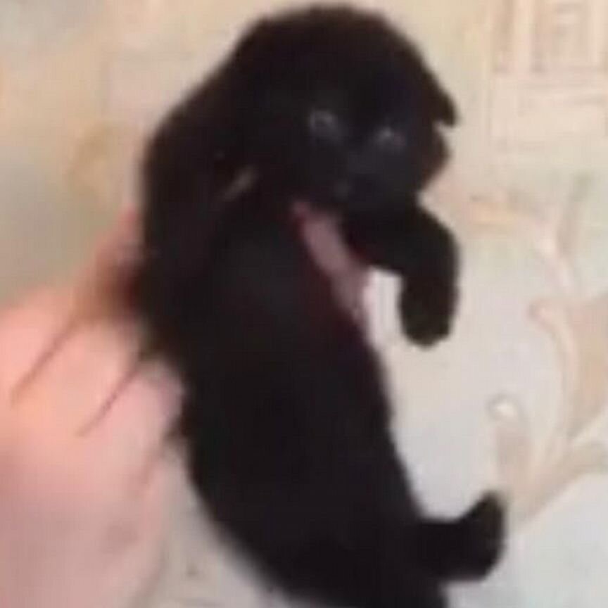 Шотландсикй вислоухий хайленд