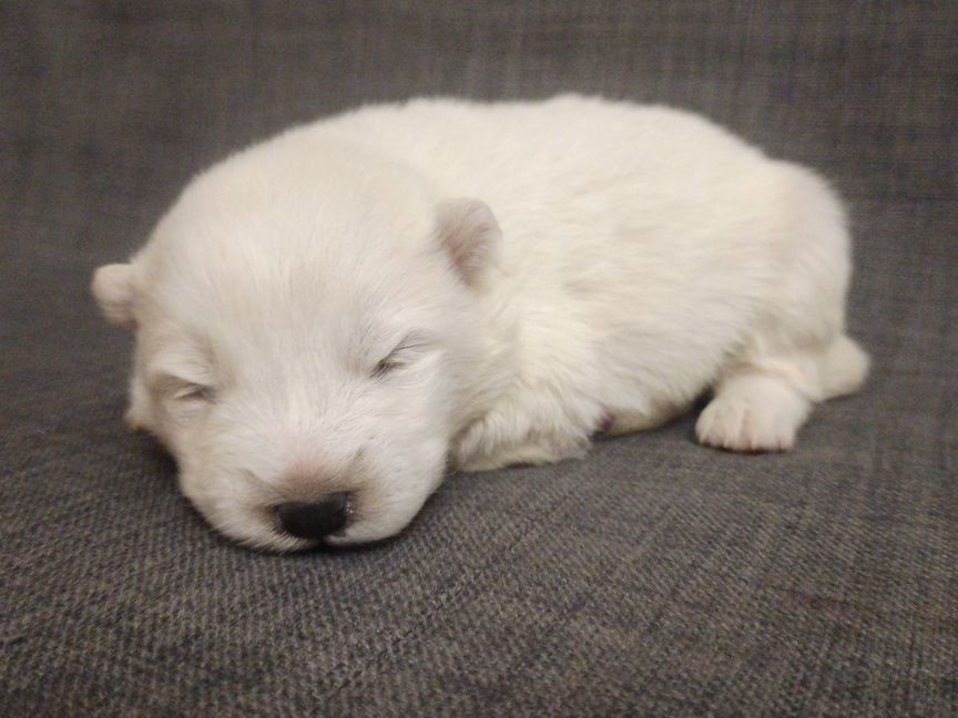 Самоедская лайка щенки