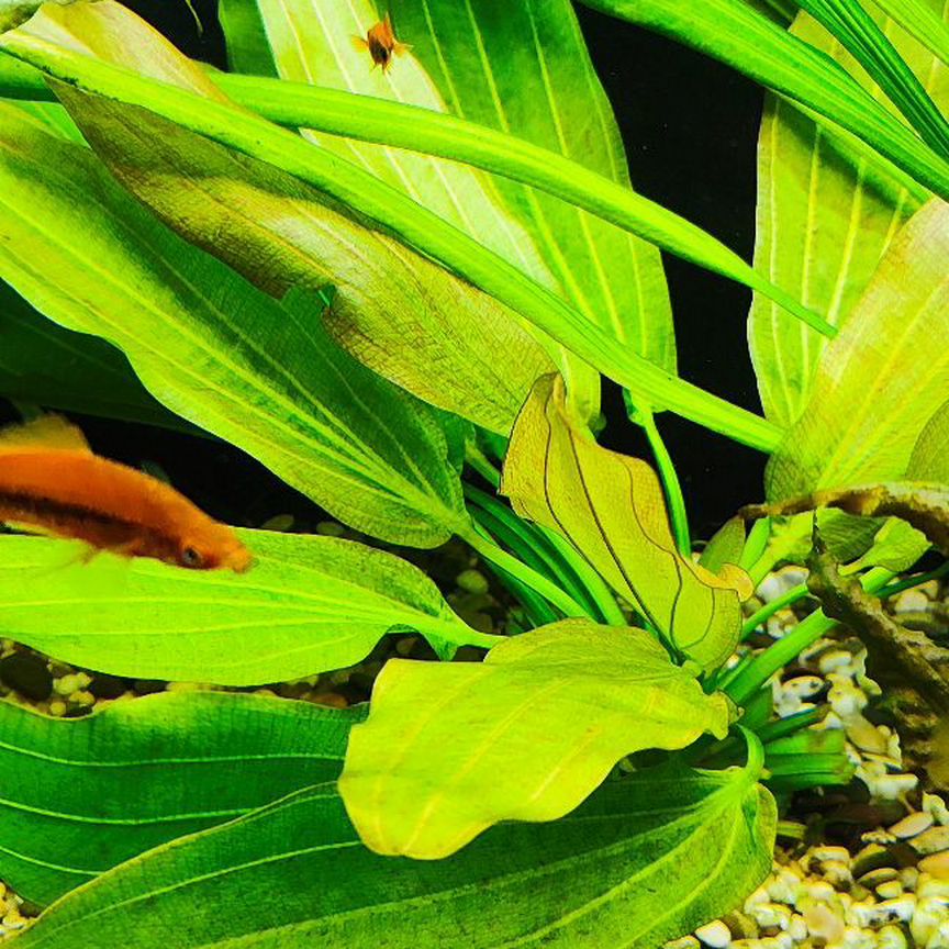 Аквариумное растение