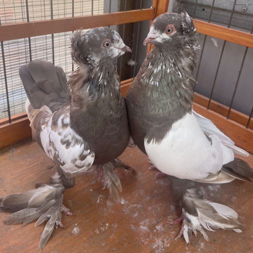 Таджикские голуби