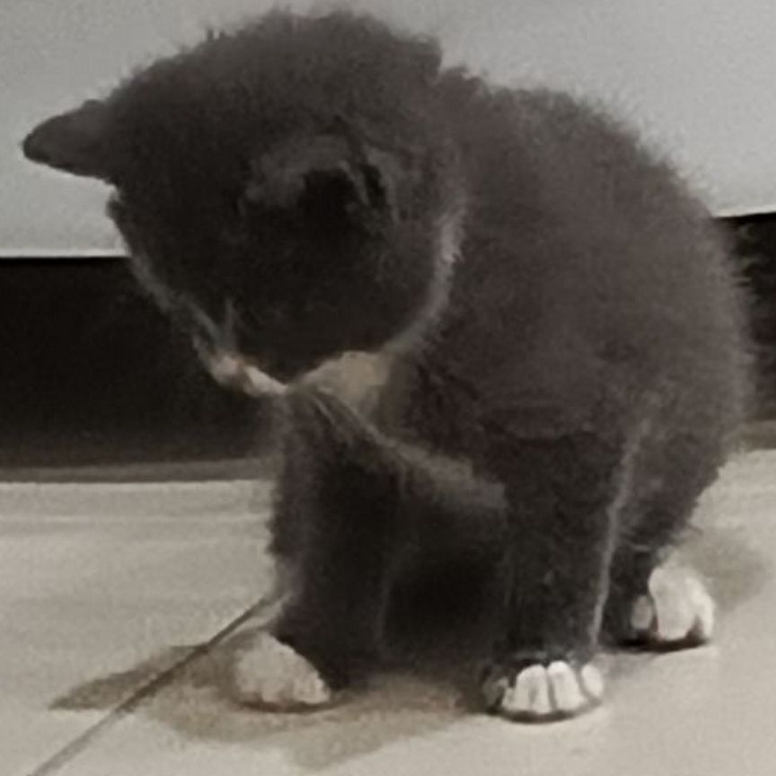 Котёнок в добрые руки