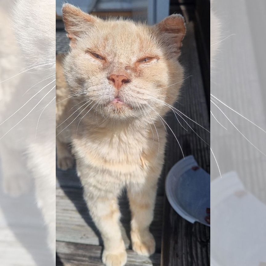 Европейский короткошёрстный, взрослый кот