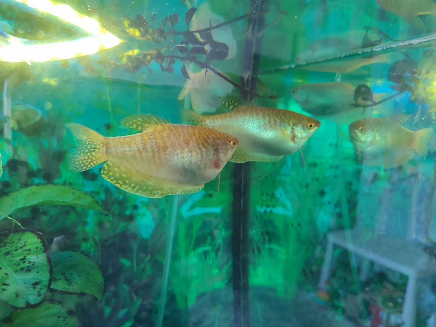 Рыбки аквариумные гурами золотой