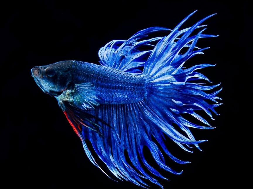 Рыбка Петушок в ассортименте