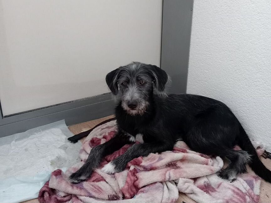 Собака дратхаар