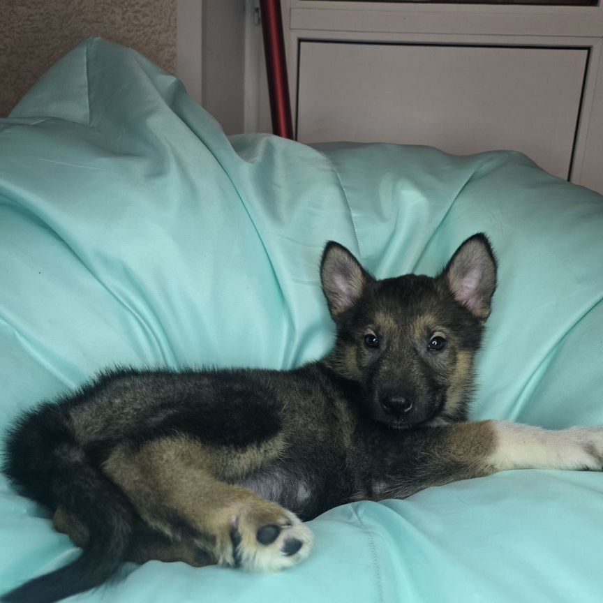 Щенок ищет дом