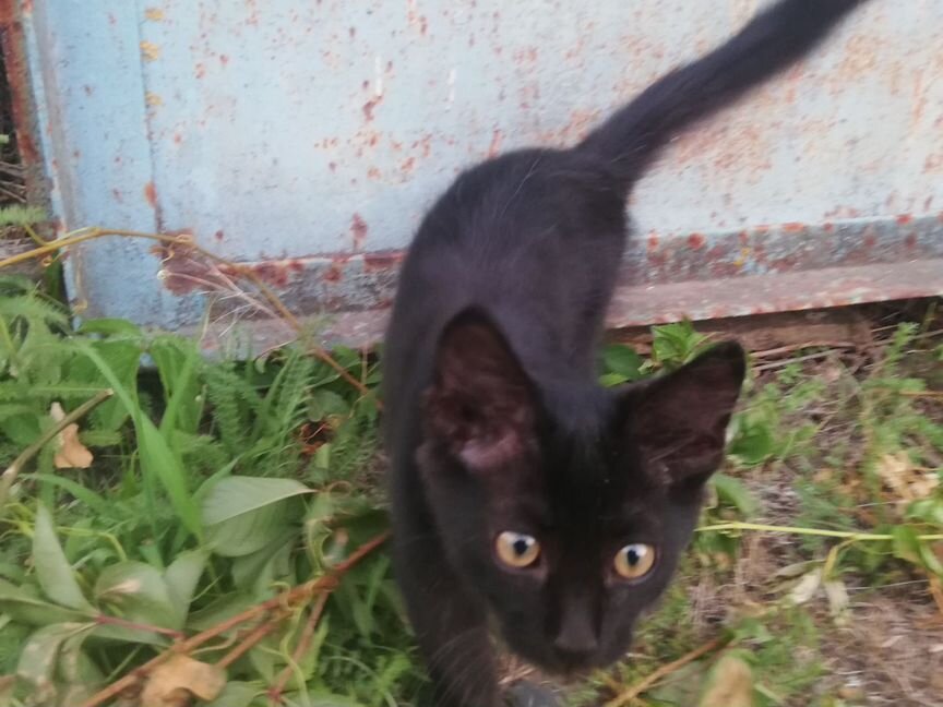 Котёнок в добрые руки