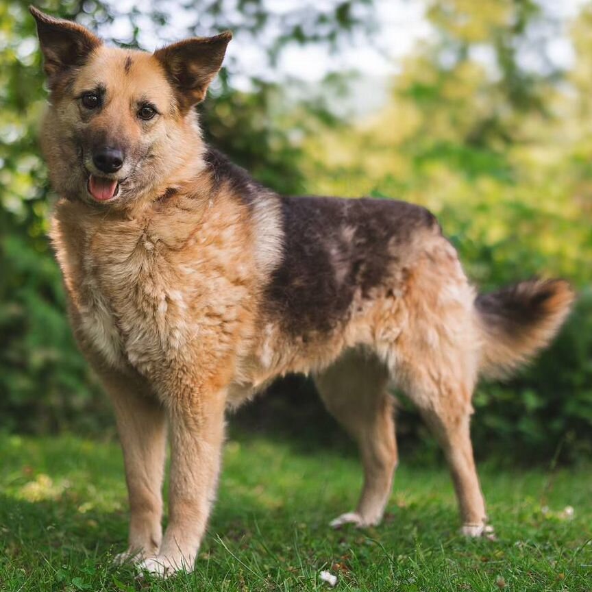 Лучший друг человека