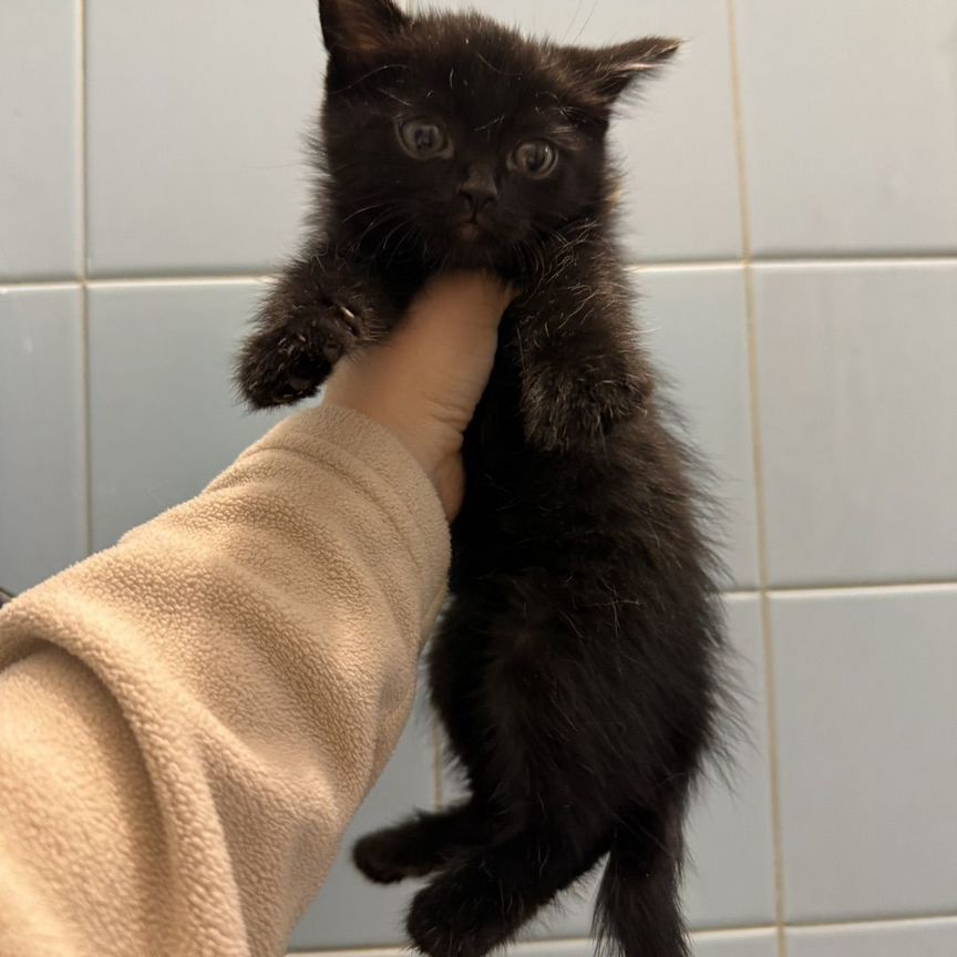 Котенок девочка в добрые руки
